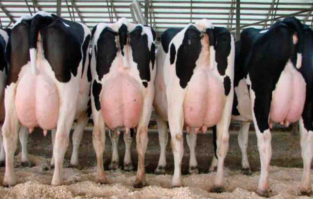 Creo que estoy enfermo Independencia Familiar cola de vaca en ingles ...