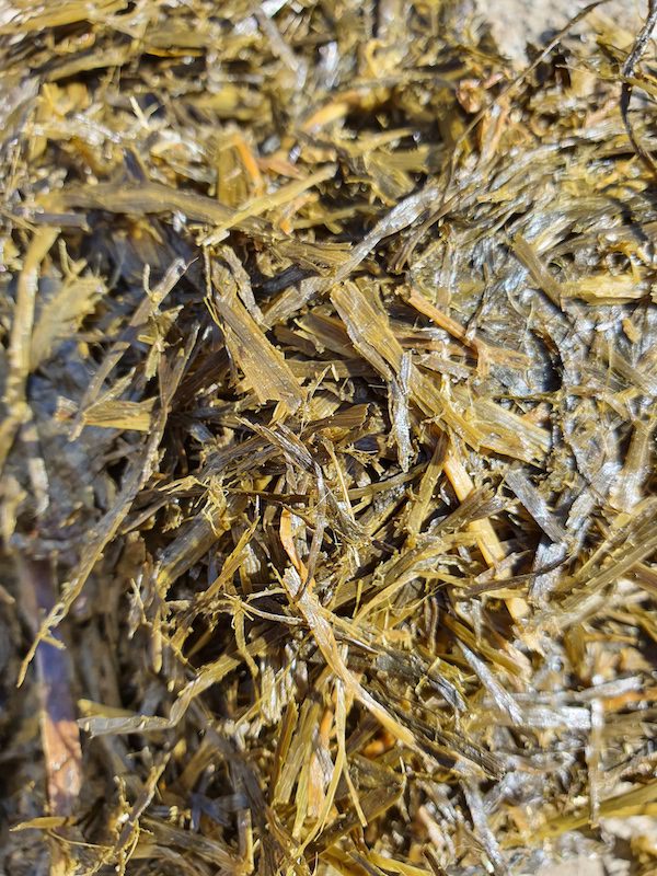 IMPACTO DE LA CALIDAD DEL ENSILAJE EN LA PRODUCCIÓN DE LECHE ...