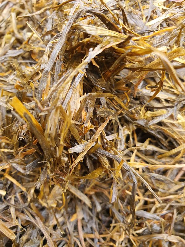 IMPACTO DE LA CALIDAD DEL ENSILAJE EN LA PRODUCCIÓN DE LECHE ...